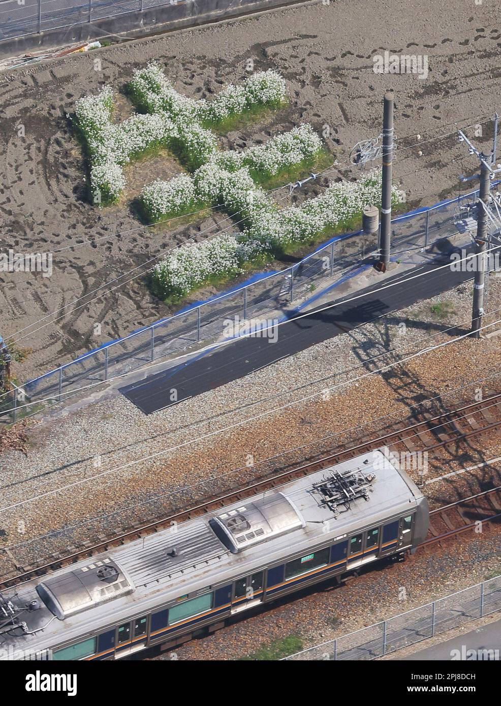 An aerial photo shows the letter "live" written by radish flowers at a field near the site of ...