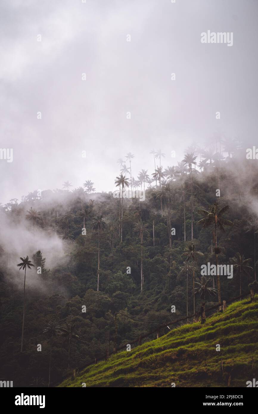Highest Coconut Palm Trees Cocora Valley in Salento, Disney Village in ...