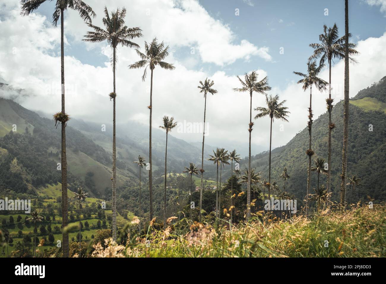 Highest Coconut Palm Trees Cocora Valley in Salento, Disney Village in ...
