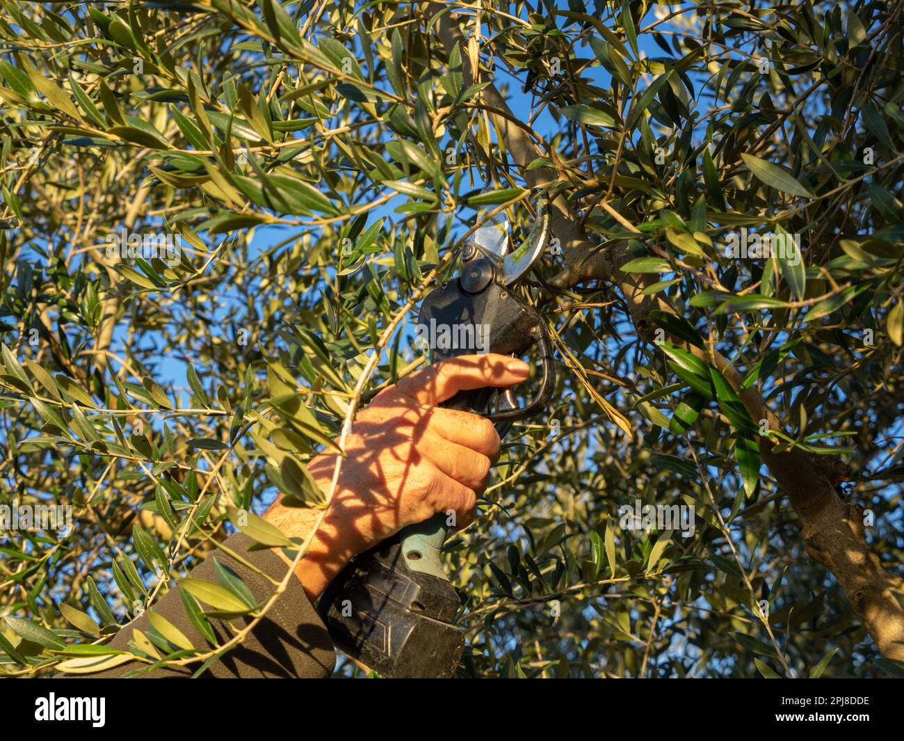 Olive clipper hi-res stock photography and images - Alamy