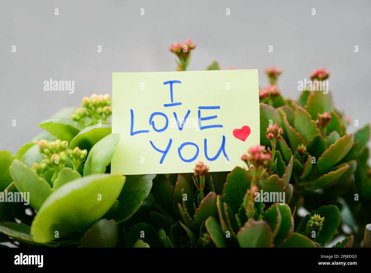 Note with handwritten text I Love You among beautiful plants against ...