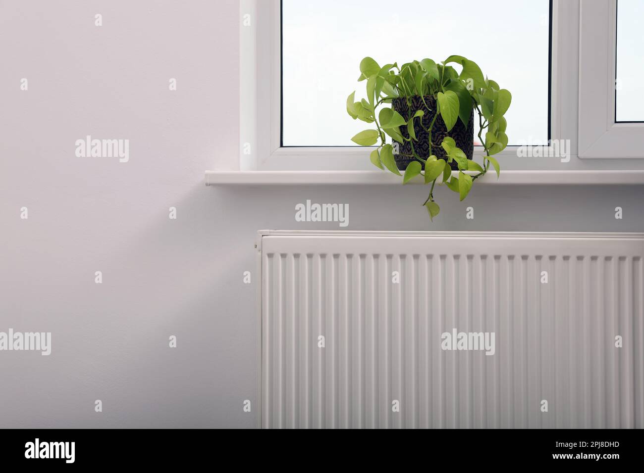 Beautiful houseplant on window sill and modern radiator at home ...