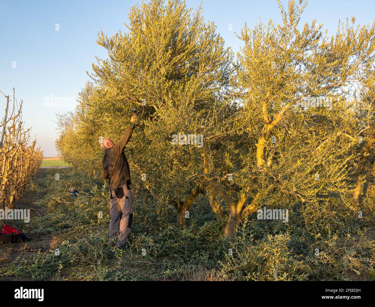 Older man pruning an olive tree plantation with electric scissors at ...