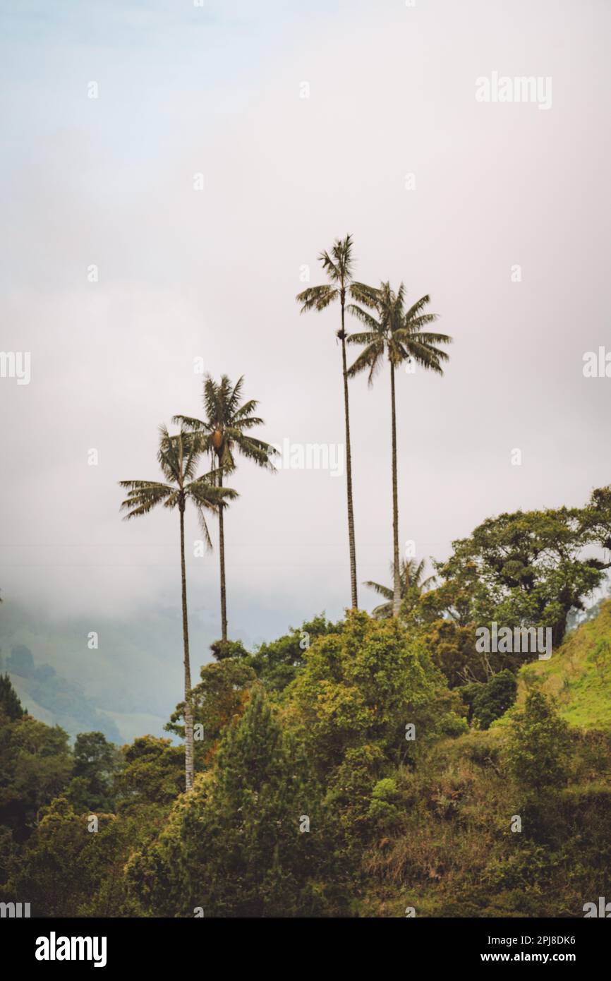 Highest Coconut Palm Trees Cocora Valley in Salento, Disney Village in ...