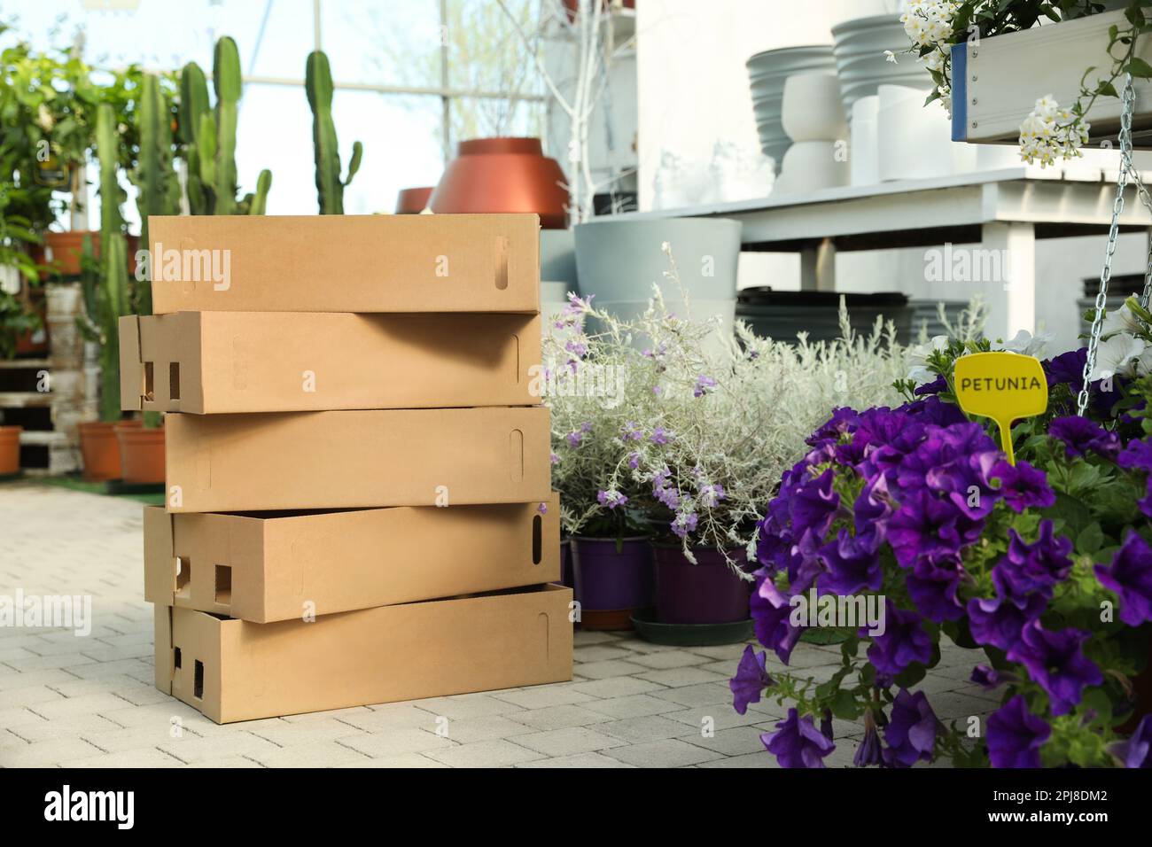 Stack of cardboard boxes and beautiful blooming plants in garden center ...