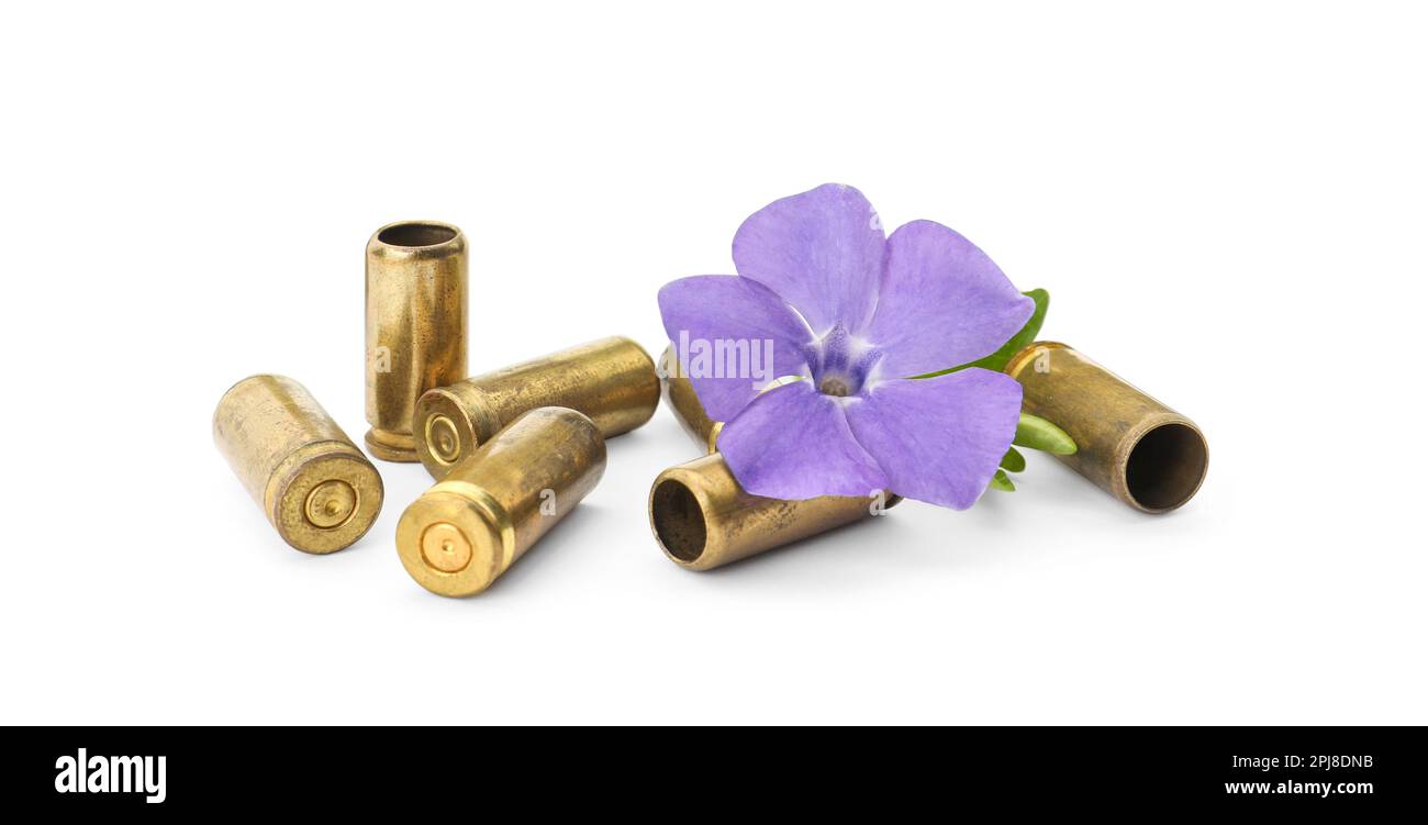 Bullet shells and beautiful flower on white background. Peace instead ...