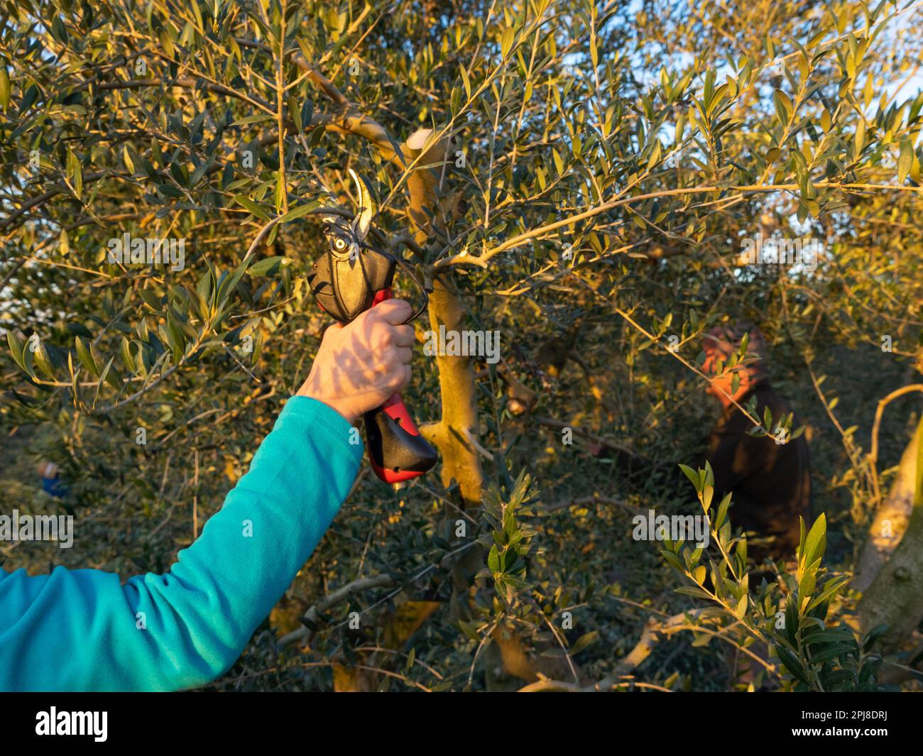 Arm of a woman with an electric pruner, pruning an olive tree ...