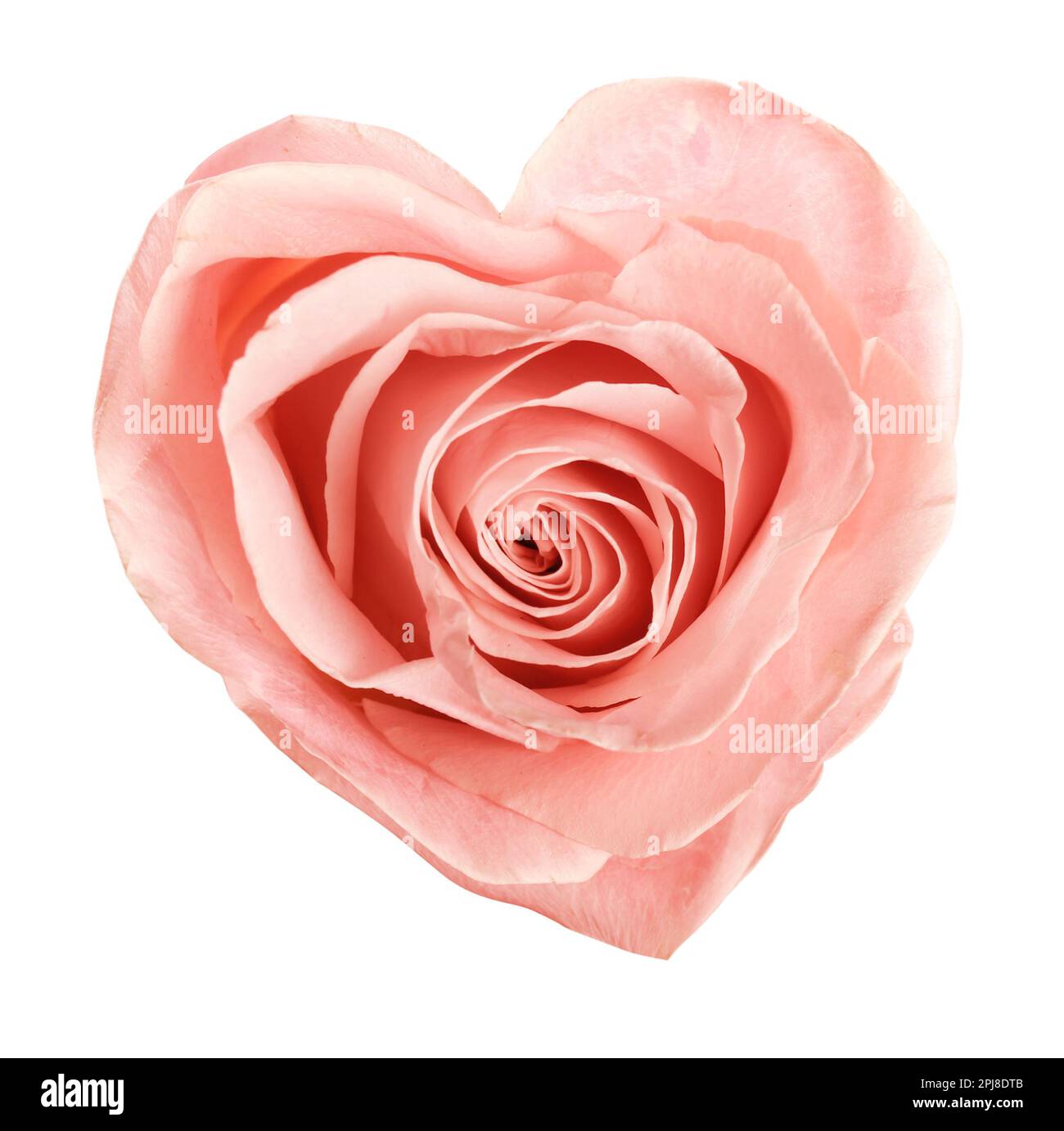Beautiful pink rose in shape of heart on white background Stock Photo ...