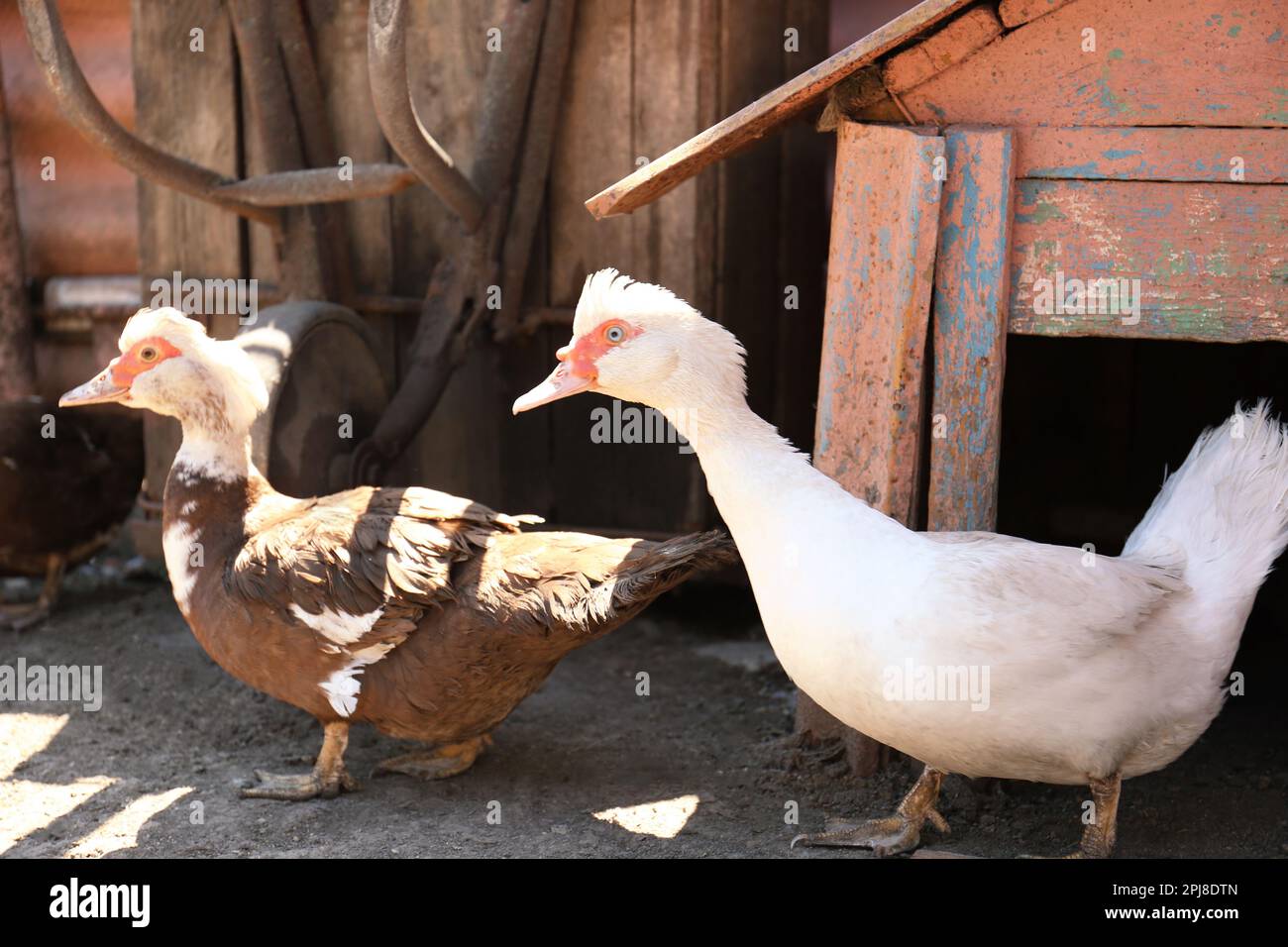 Two beautiful muscovy ducks in yard. Domestic animals Stock Photo - Alamy