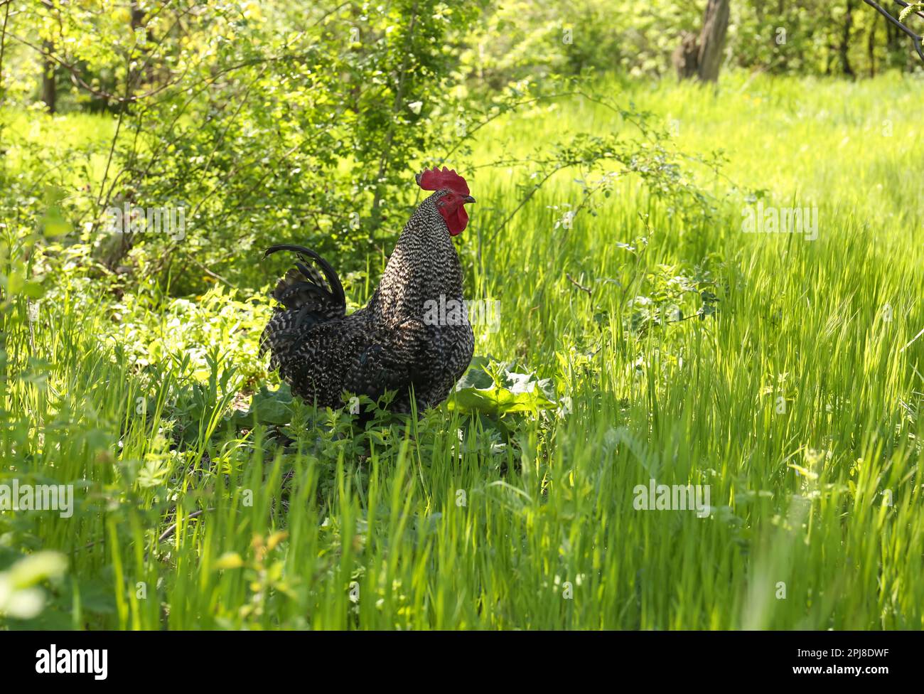 One beautiful rooster in fresh green grass. Domestic animal Stock Photo ...