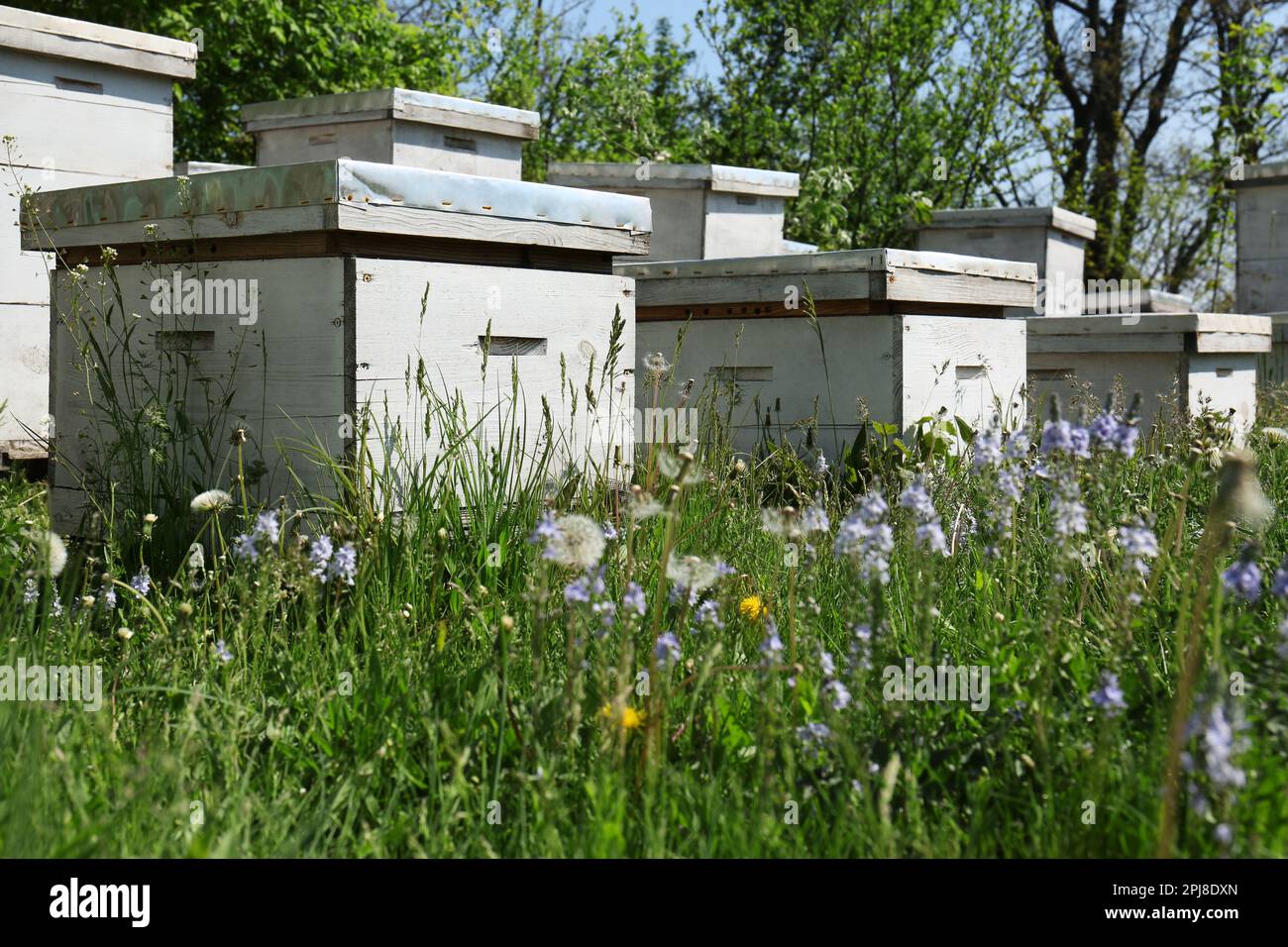 Many white bee hives at apiary on spring day Stock Photo - Alamy