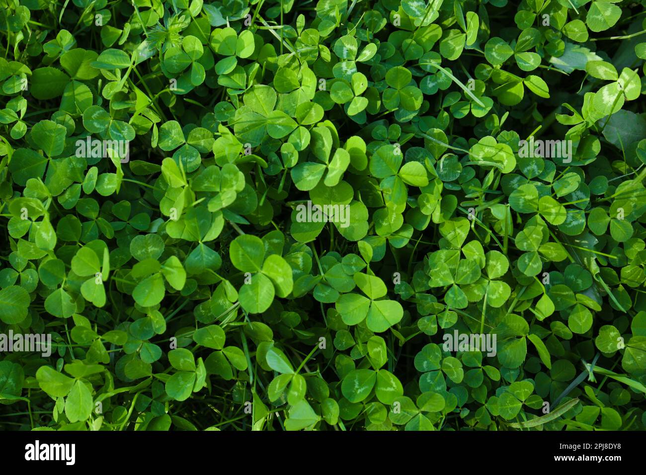 Top view of beautiful green clover leaves Stock Photo - Alamy