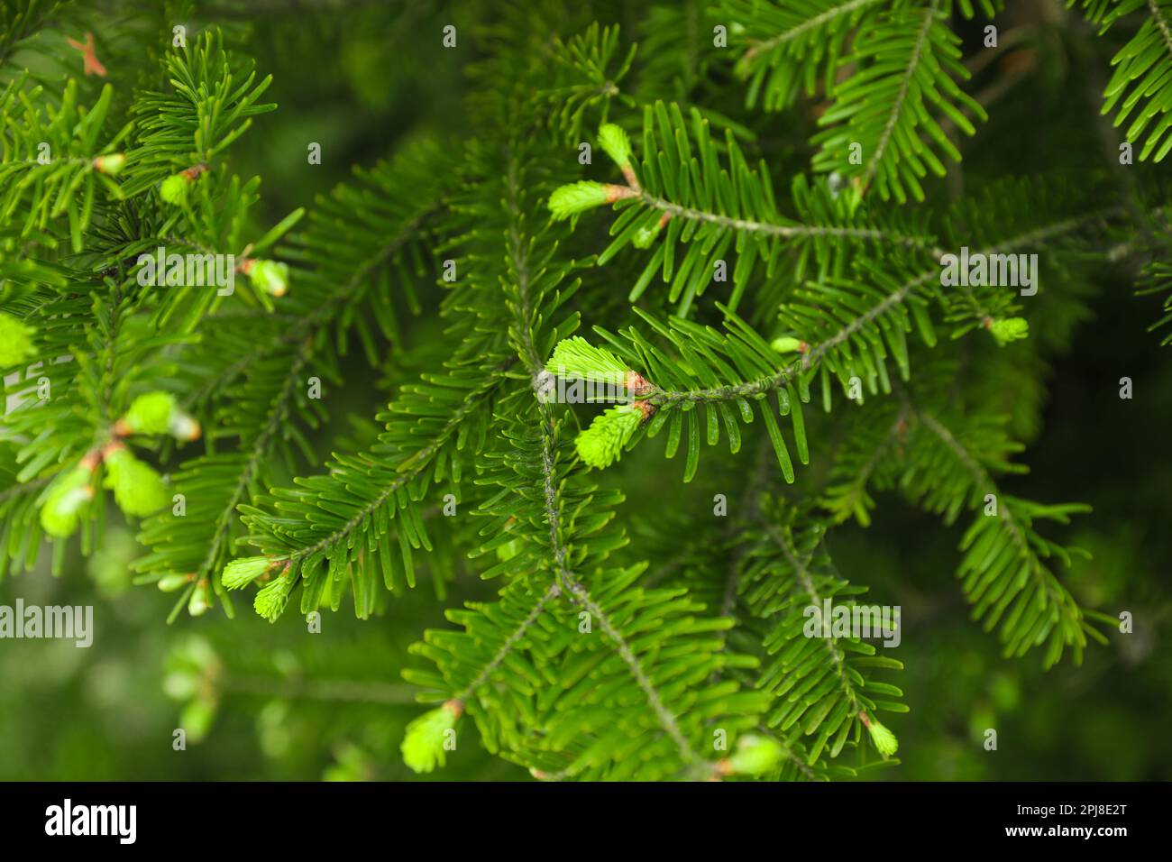 Green branches of beautiful conifer tree outdoors, closeup Stock Photo ...