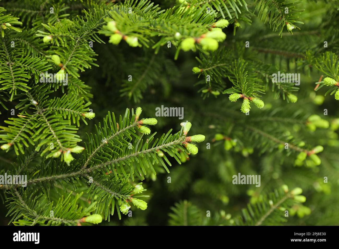 Green branches of beautiful conifer tree outdoors, closeup Stock Photo ...