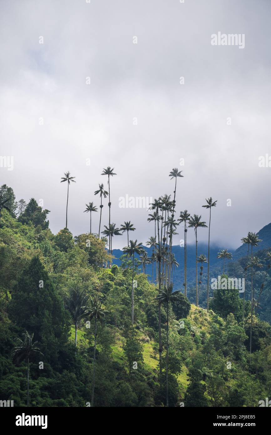 Highest Coconut Palm Trees Cocora Valley in Salento, Disney Village in ...