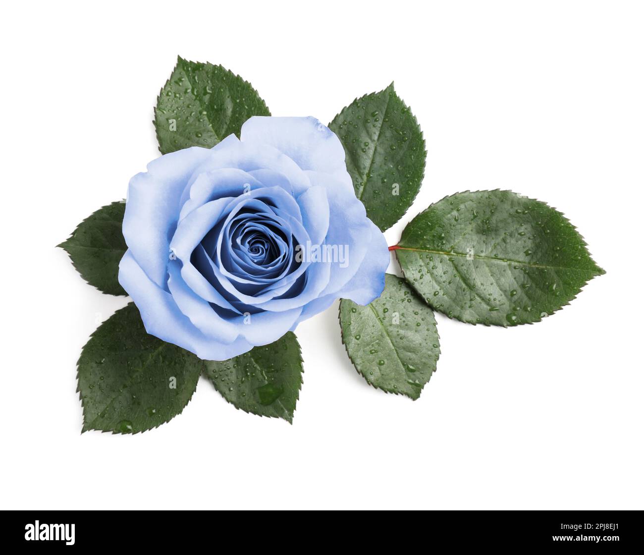 Beautiful blooming light blue rose on white background Stock Photo - Alamy
