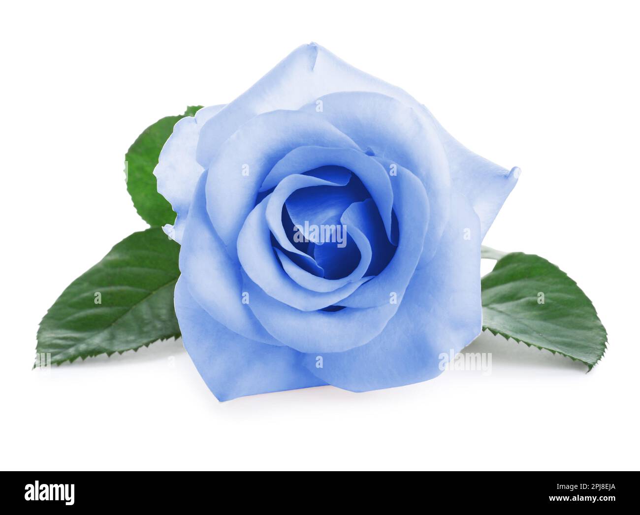Beautiful blooming light blue rose on white background Stock Photo - Alamy