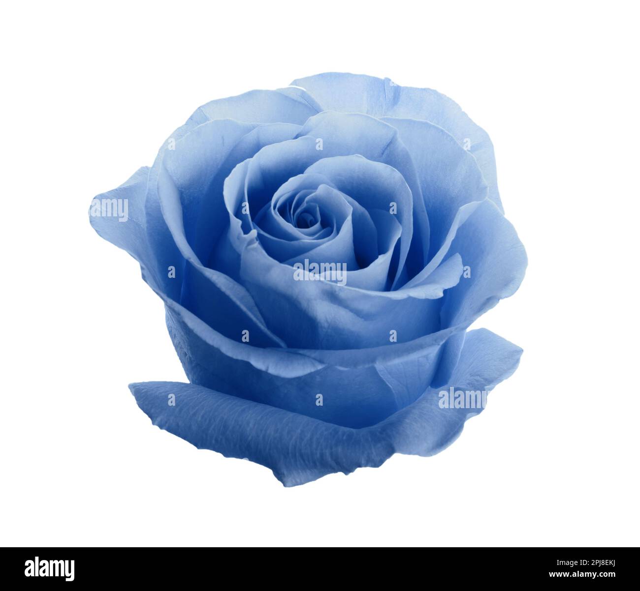 Beautiful blooming light blue rose on white background Stock Photo - Alamy