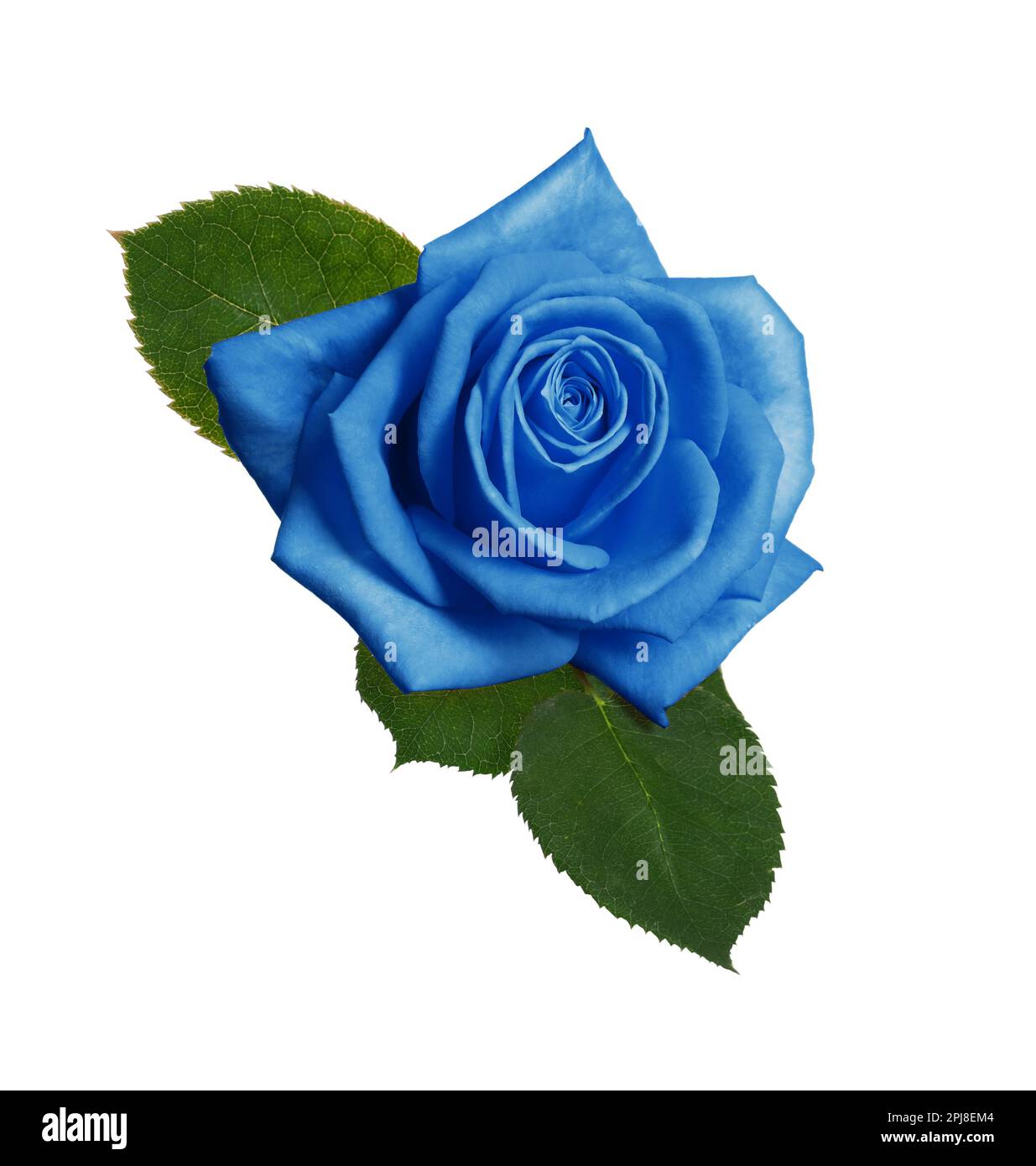 Beautiful blooming light blue rose on white background Stock Photo - Alamy