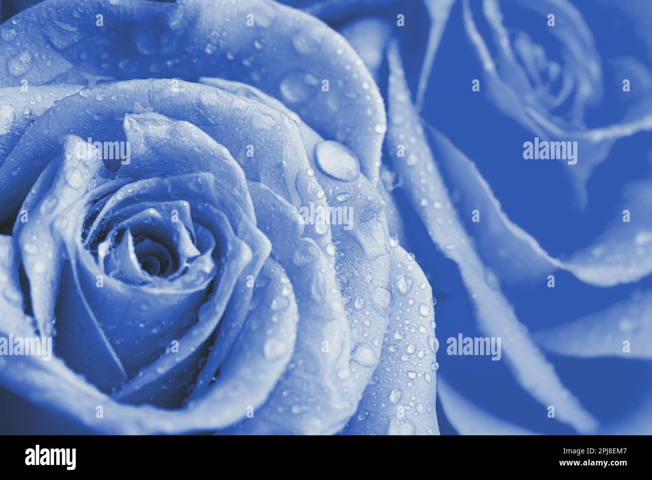 Light blue roses hi-res stock photography and images - Alamy