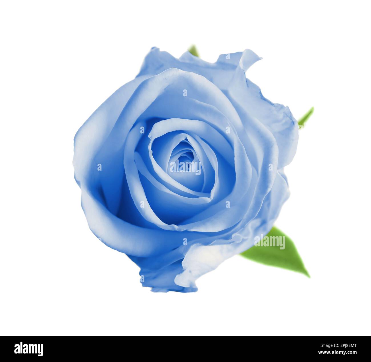 Beautiful blooming light blue rose on white background Stock Photo - Alamy