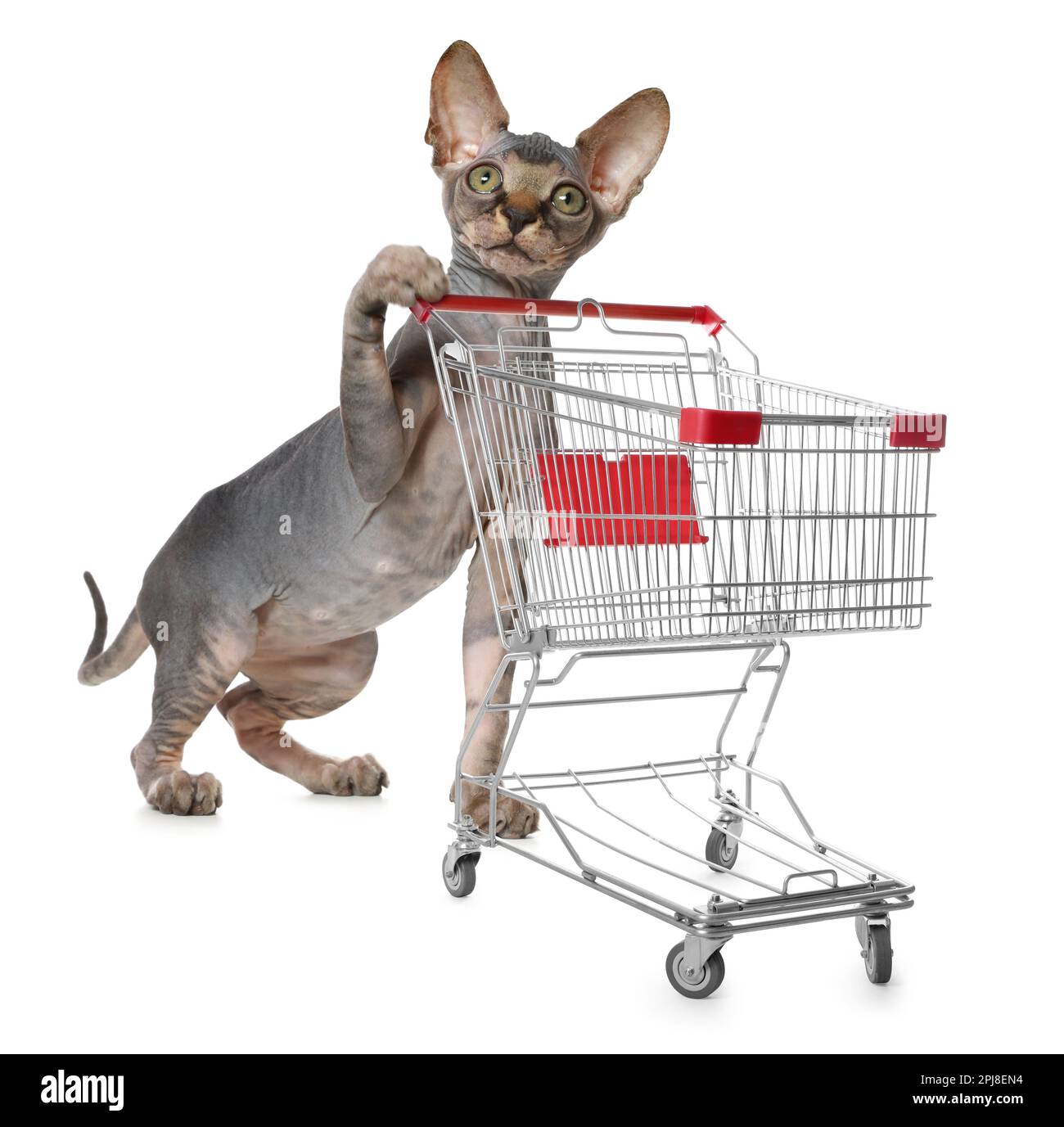 Cute kitten and shopping cart on white background Stock Photo - Alamy