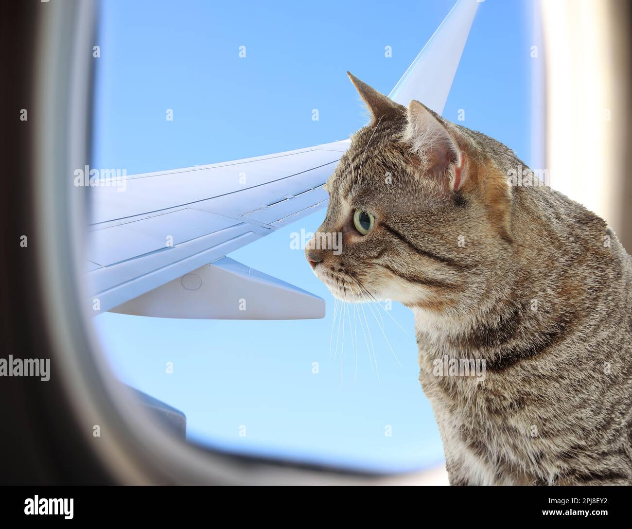 Cute cat looking through airplane window during flight. Traveling with ...