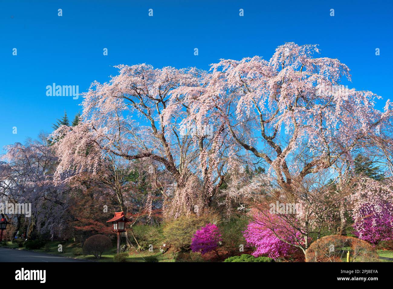 Japanese spring blossom hi-res stock photography and images - Alamy