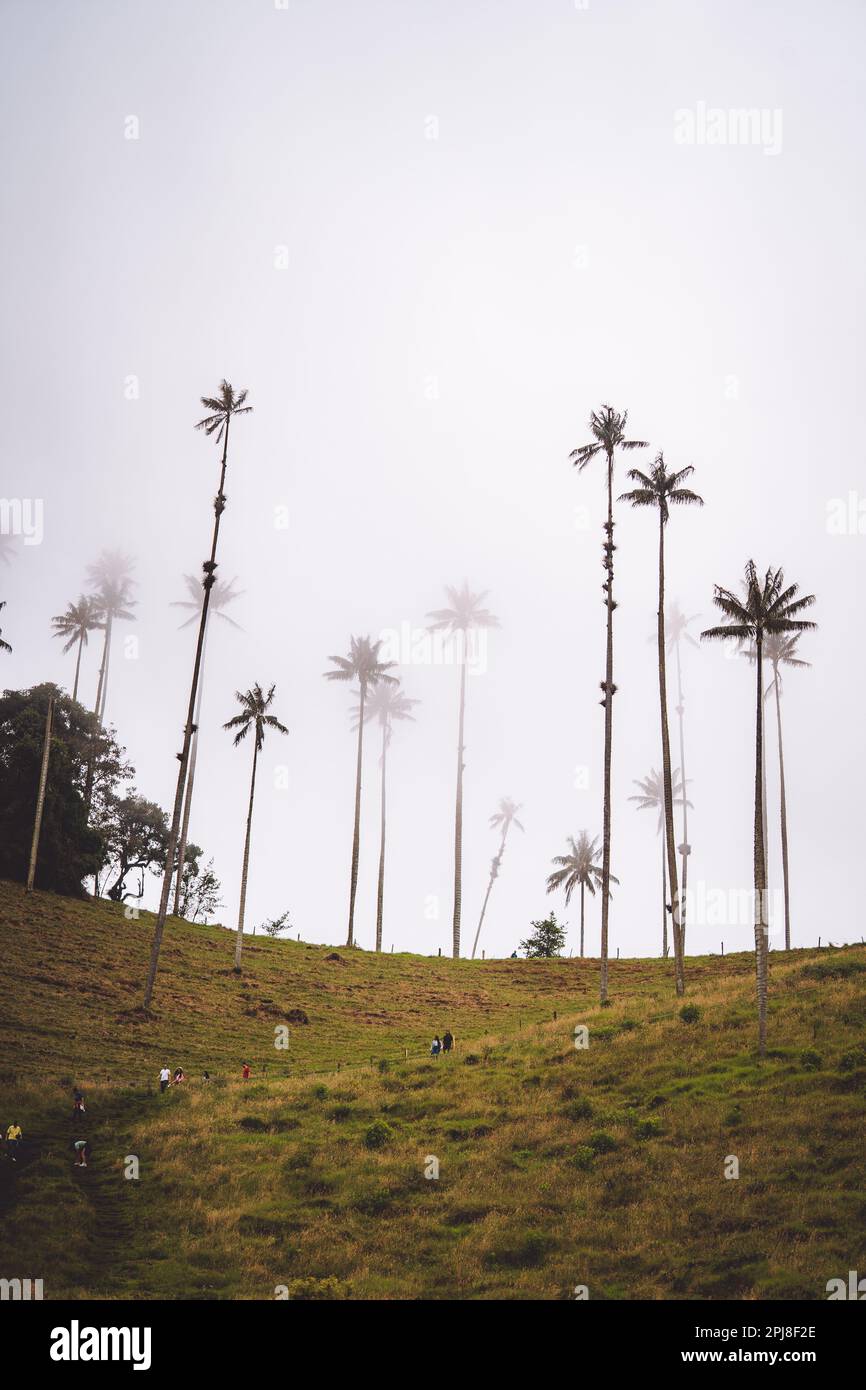 Highest Coconut Palm Trees Cocora Valley in Salento, Disney Village in ...