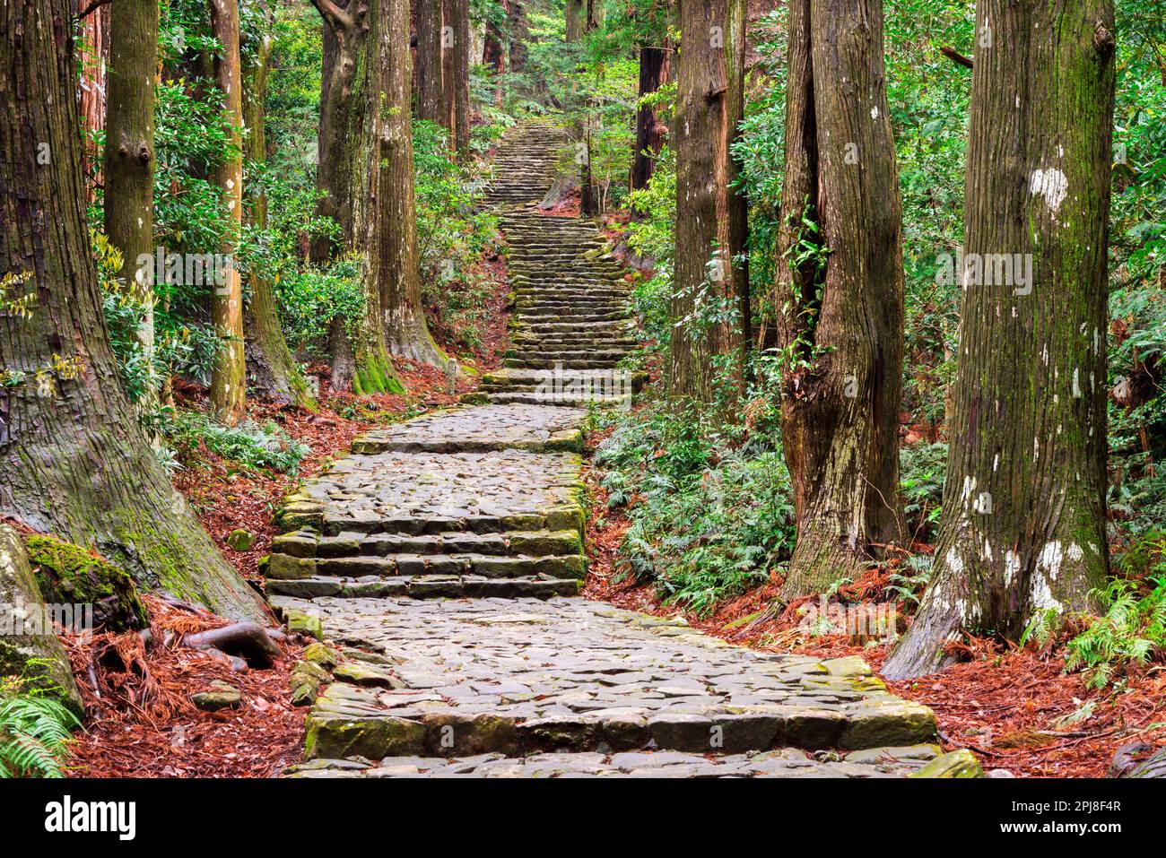 Kumano Kodo at Daimon-zaka, a sacred trail designated as a UNESCO World ...
