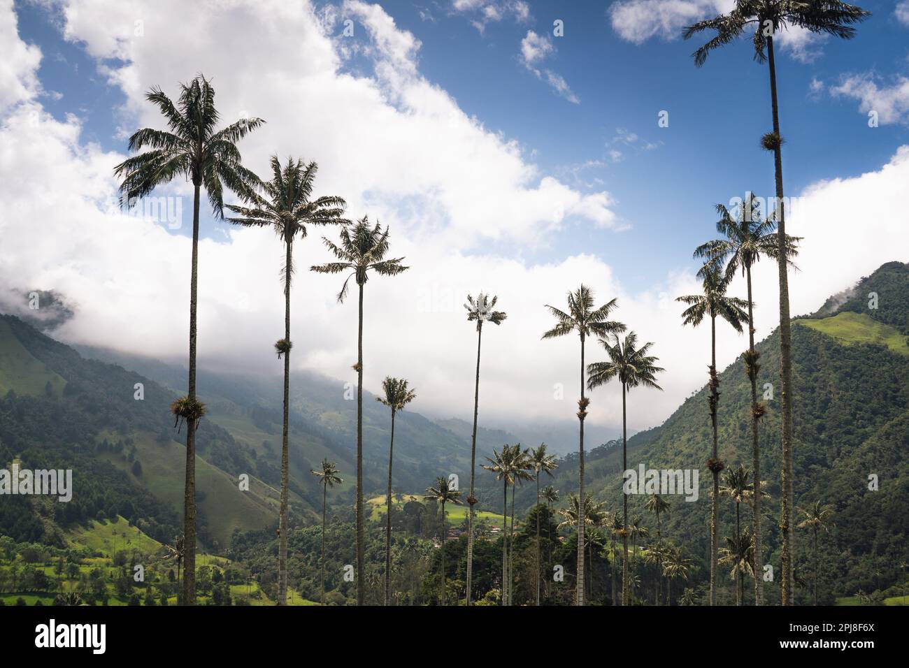 Highest Coconut Palm Trees Cocora Valley in Salento, Disney Village in ...
