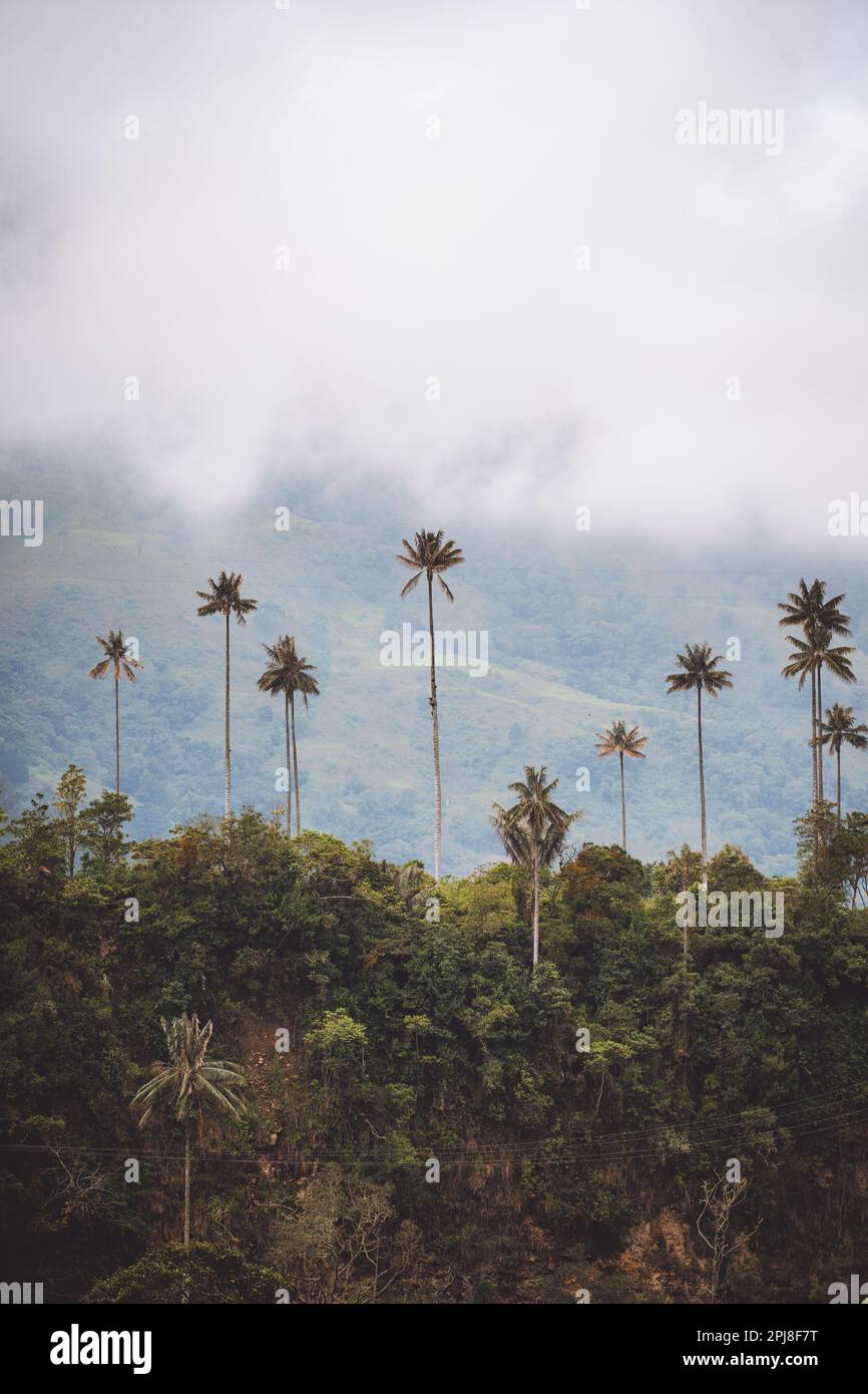 Highest Coconut Palm Trees Cocora Valley in Salento, Disney Village in ...