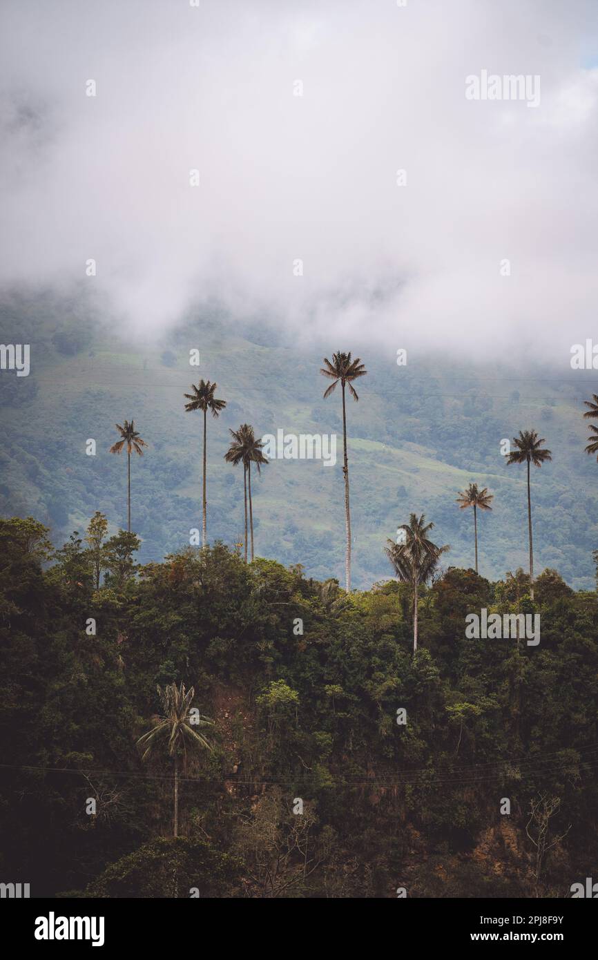 Highest Coconut Palm Trees Cocora Valley in Salento, Disney Village in ...