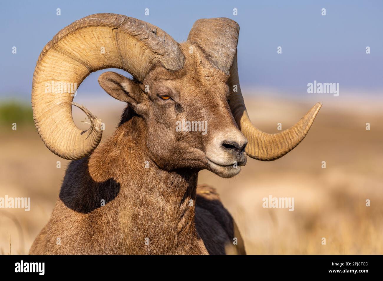 Sheep horns hi-res stock photography and images - Alamy