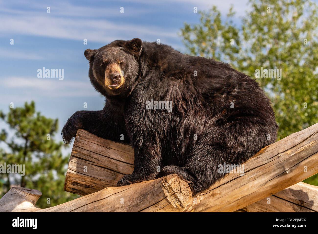 Black bear of Black Hills National Forest, South Dakota, United States ...