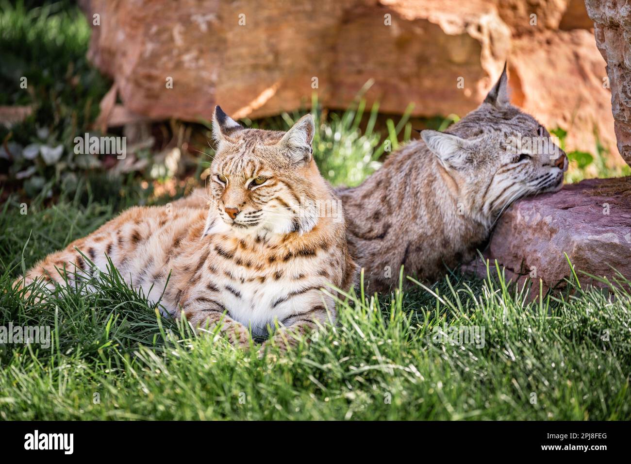 Bobcats of Black Hills National Forest, South Dakota, United States of ...