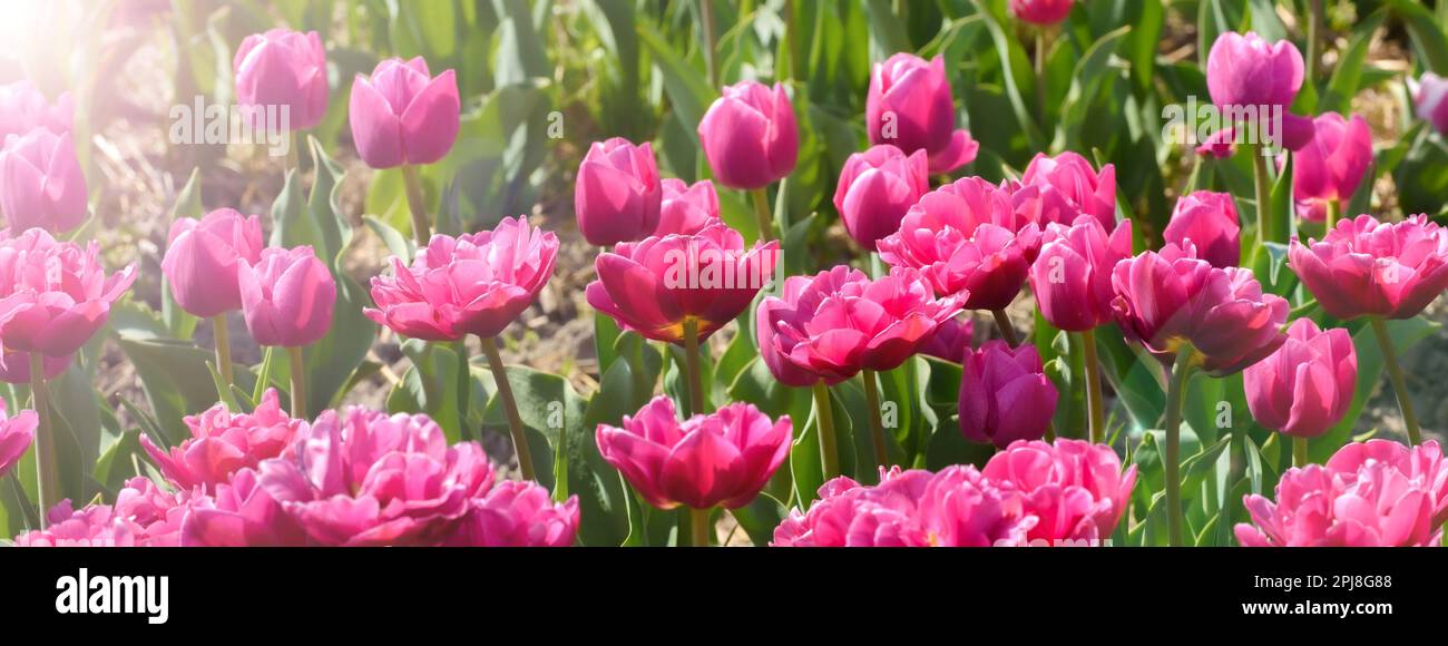 Top side view of pink tulips in a flower crops field. Banner header ...