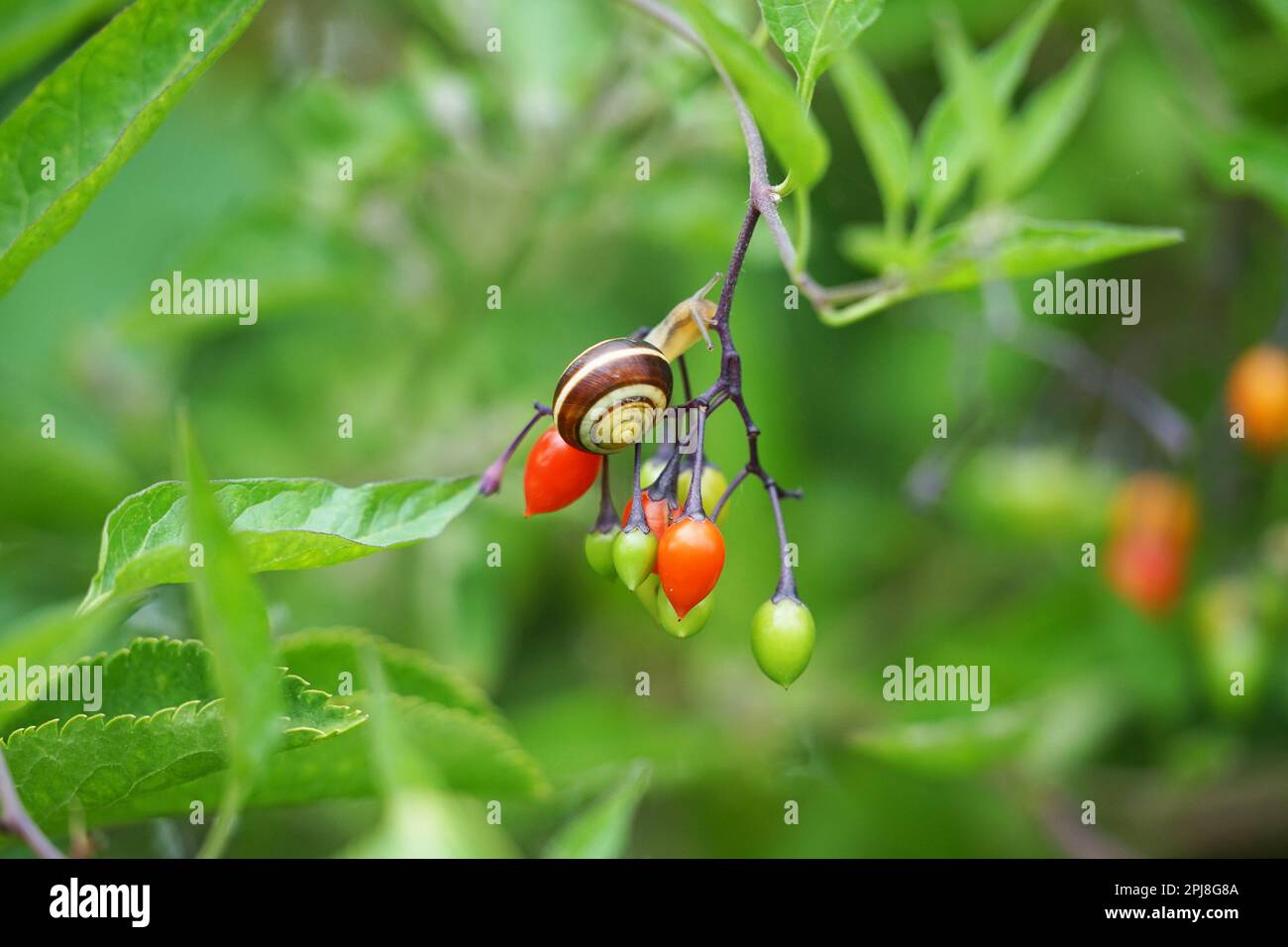 little slow snail shell on a sheet with berry, kleine langsame Schnecke ...