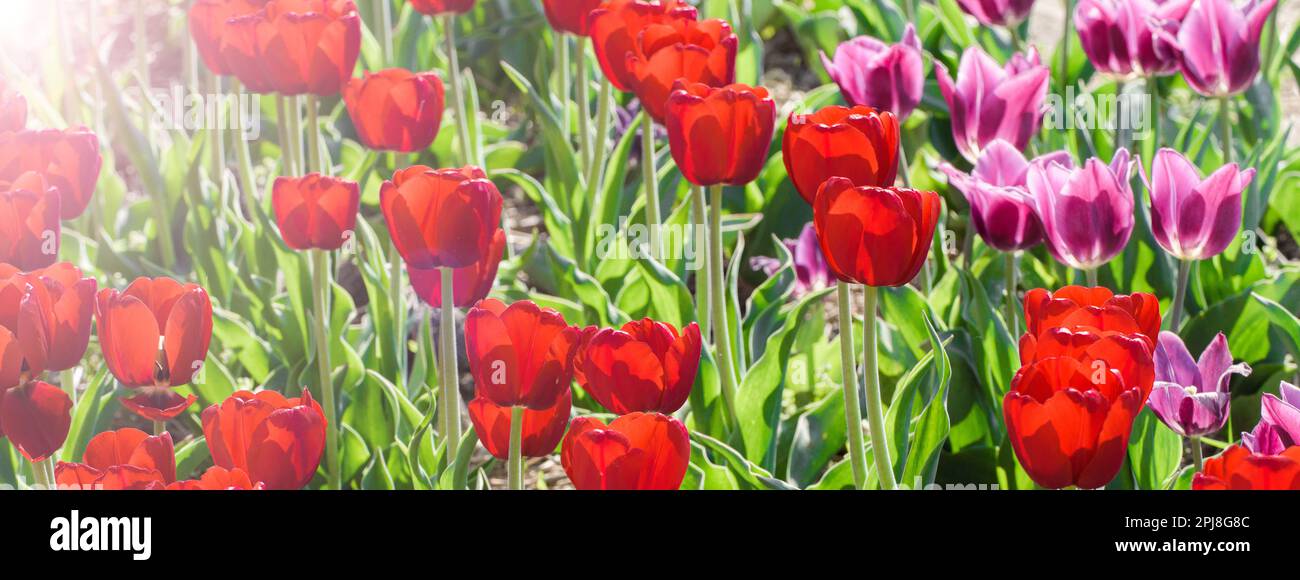 Top view of rows of red tulips in a field of flower crops. Banner ...