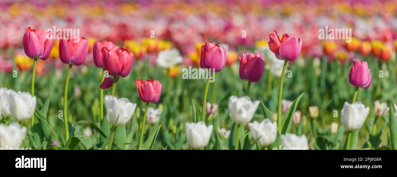 View on a field of cultivation of different varieties of blooming ...