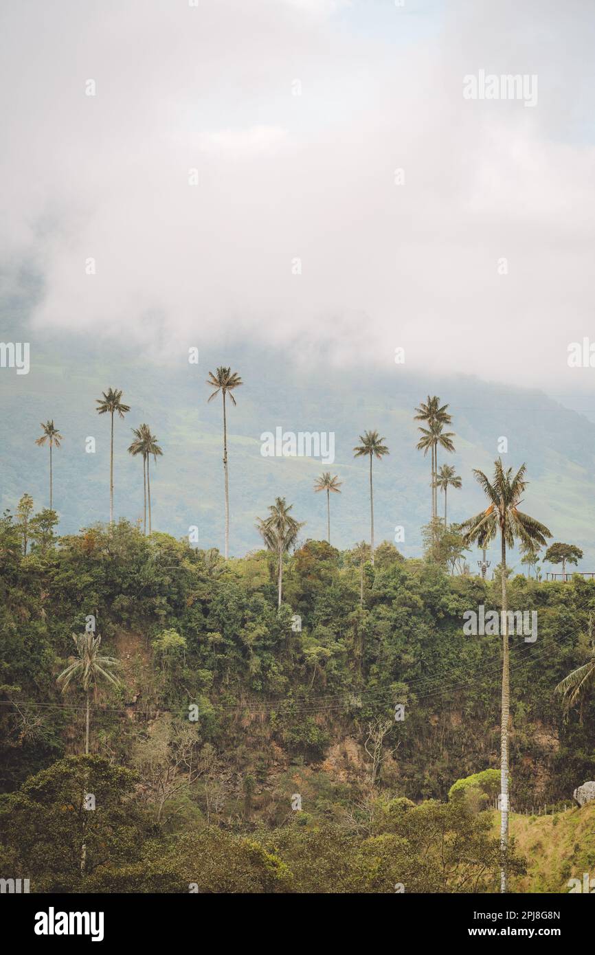 Highest Coconut Palm Trees Cocora Valley in Salento, Disney Village in ...