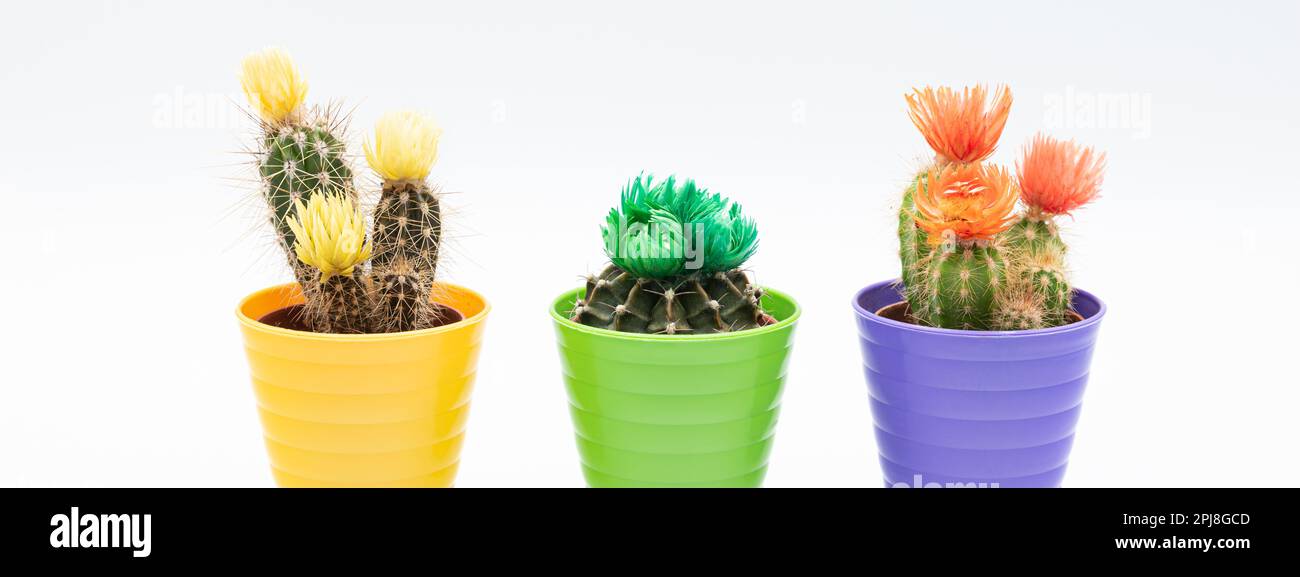 Banner header horizontal. Three small cactus plants with colorful ...