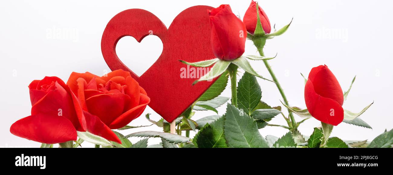 Love Roses Cover Photo