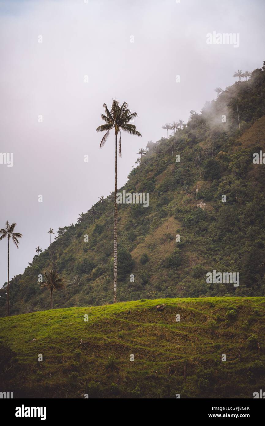 Highest Coconut Palm Trees Cocora Valley in Salento, Disney Village in ...