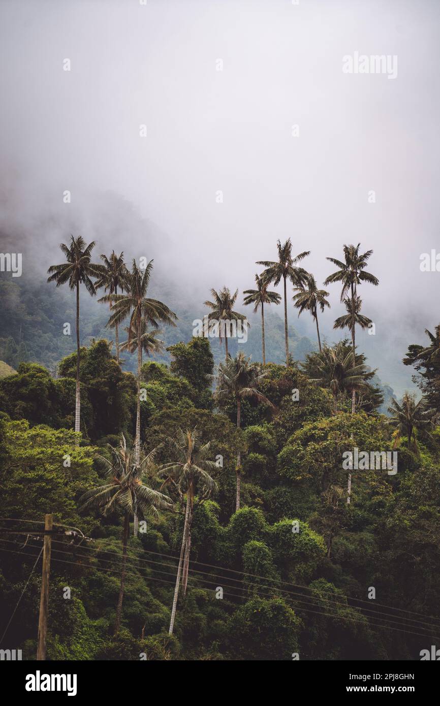 Highest Coconut Palm Trees Cocora Valley in Salento, Disney Village in ...