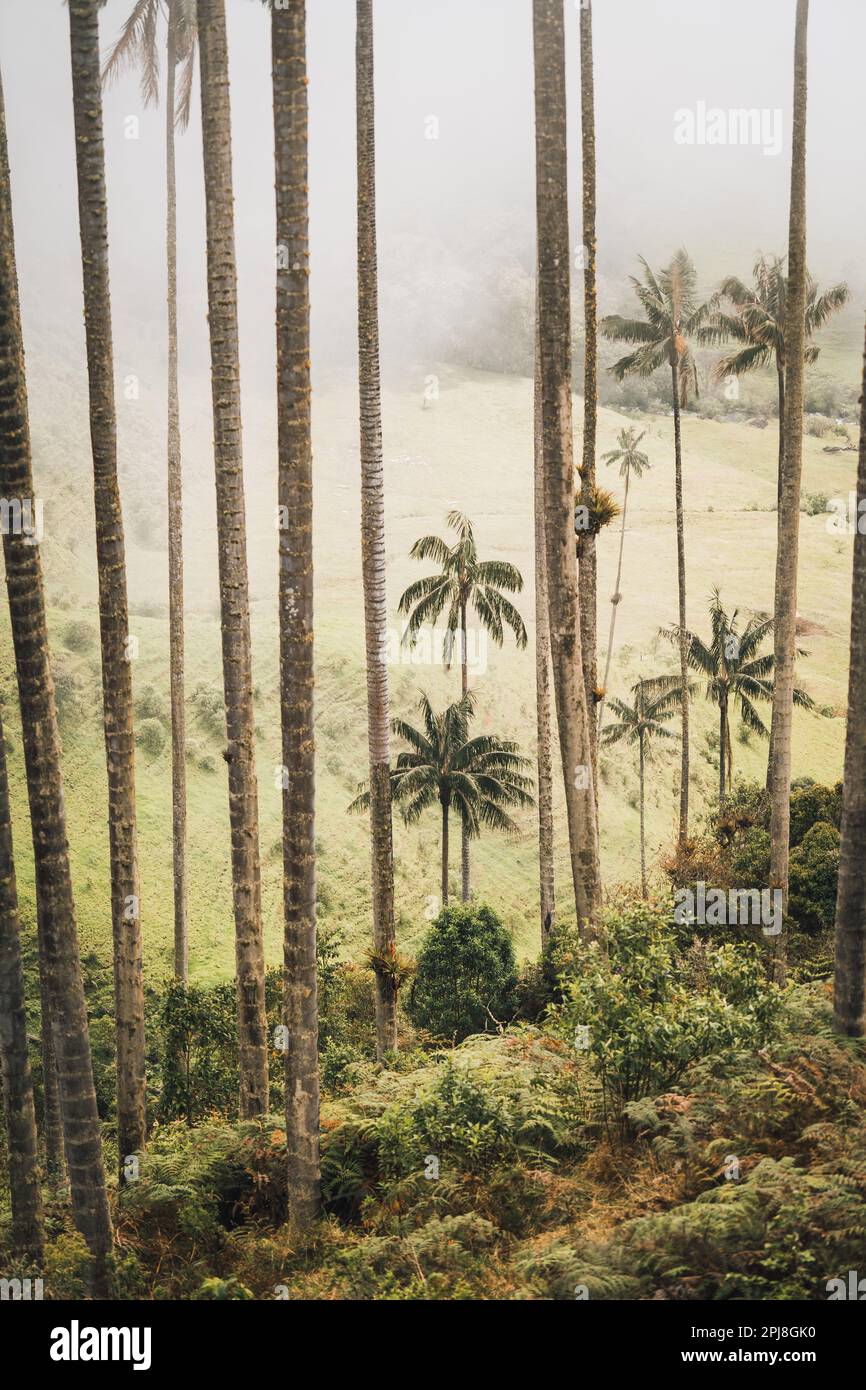 Highest Coconut Palm Trees Cocora Valley in Salento, Disney Village in ...
