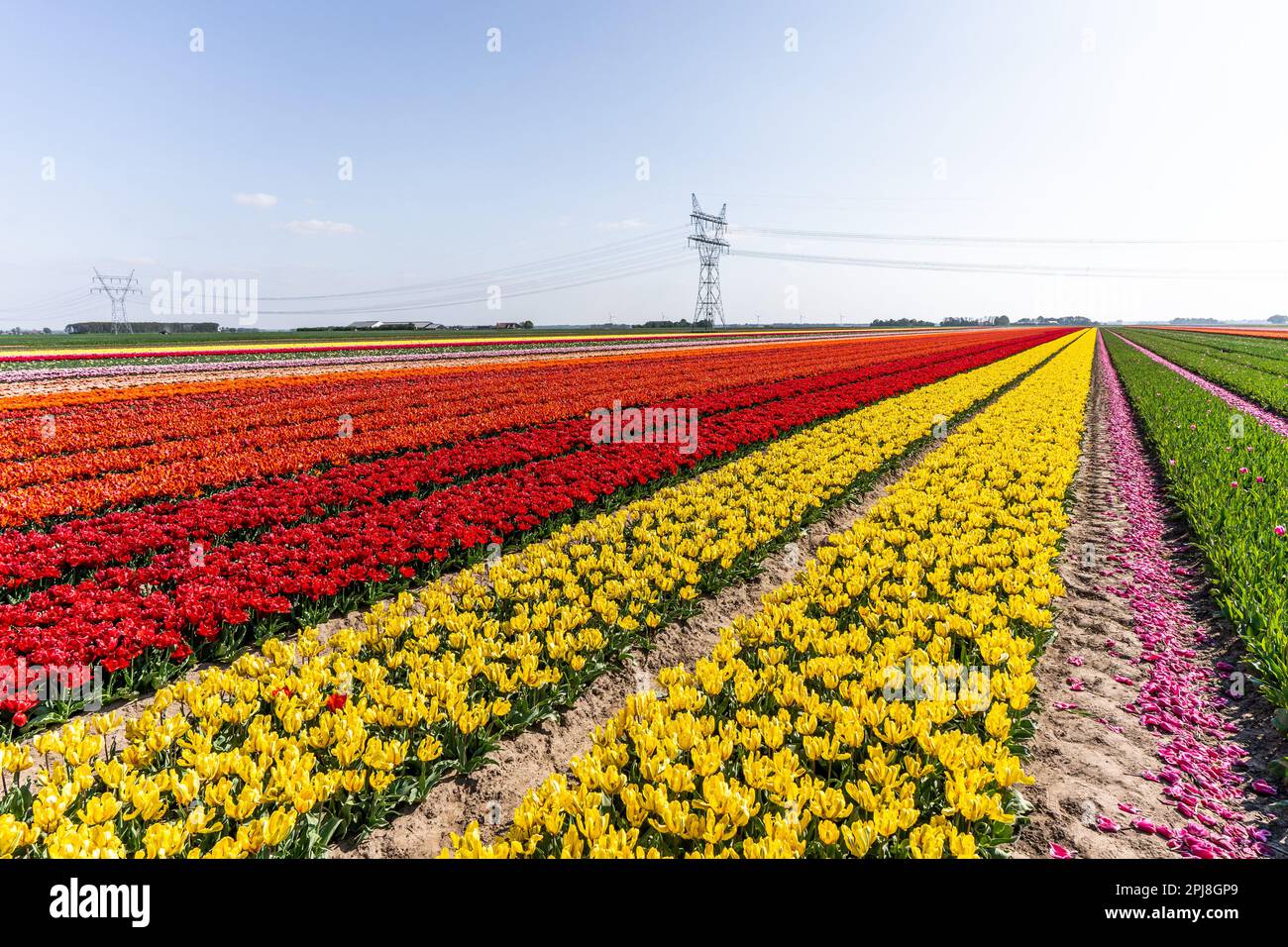 Colourful tulip fields, captured in The Netherlands during Spring ...