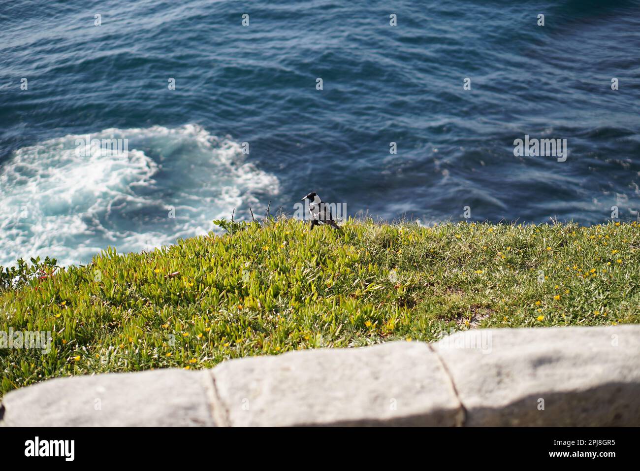Wildlife of Bondi Beach in Sydney Australia. Lizard and crow Stock ...