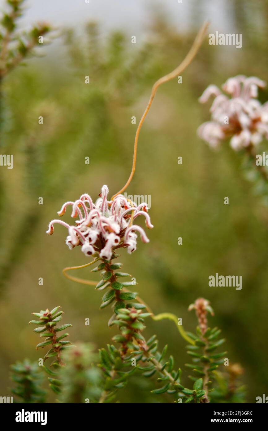 Manly to spit hike hi-res stock photography and images - Alamy