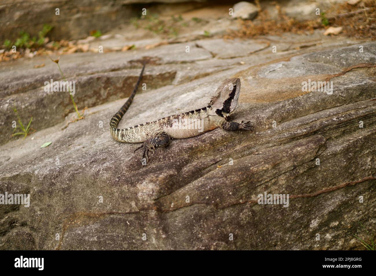 Wildlife of Bondi Beach in Sydney Australia. Lizard and crow Stock ...